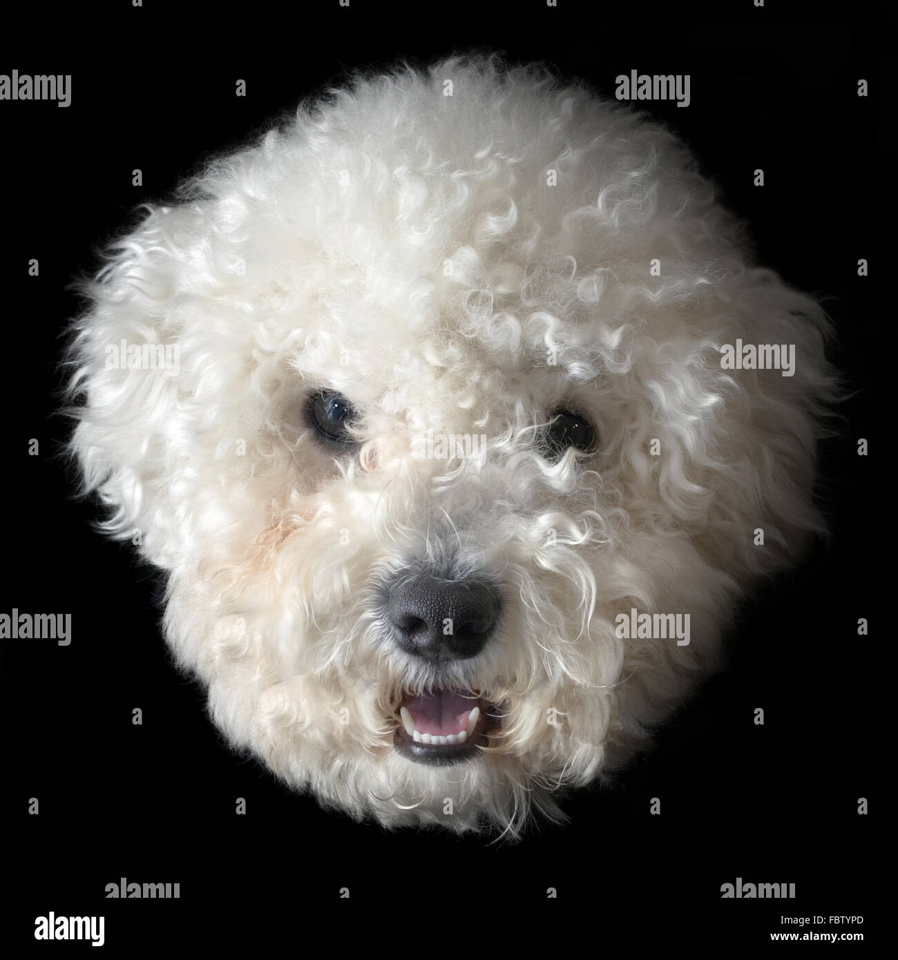 Frise dog hi-res stock photography and images - Alamy