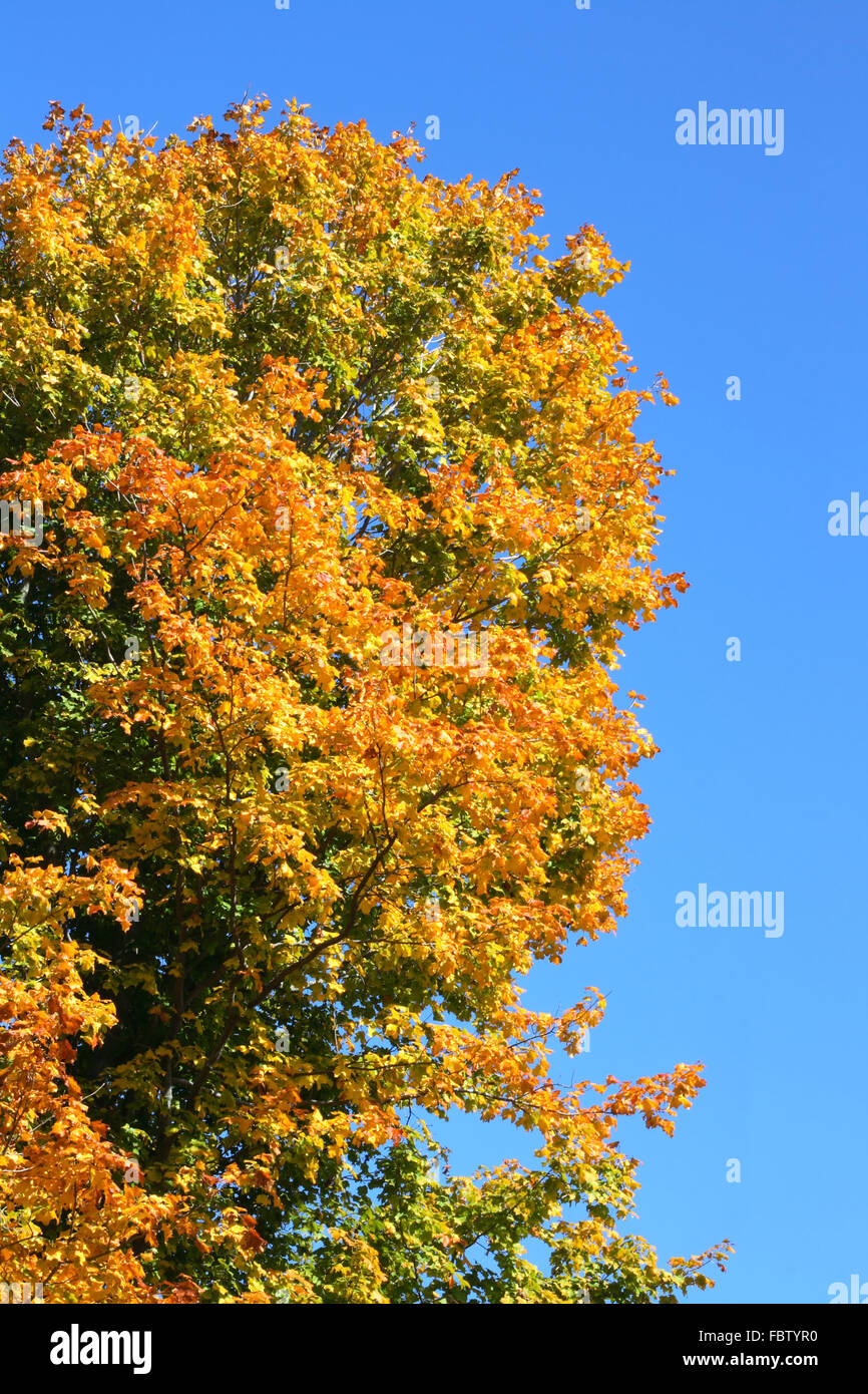 A tree in fall colours Stock Photo - Alamy
