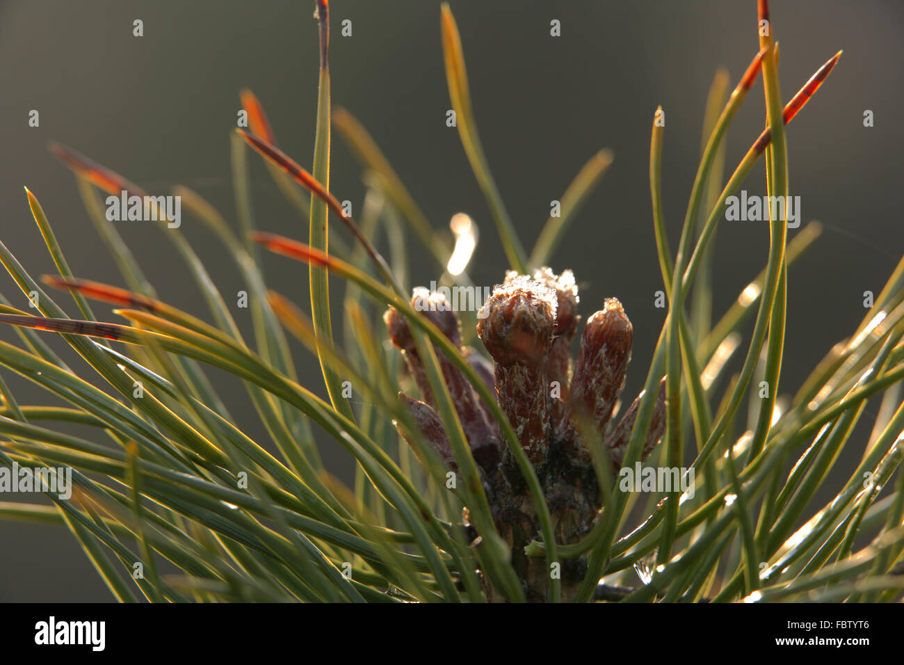 Pine bud hi-res stock photography and images - Alamy