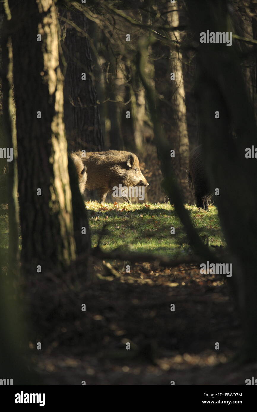 Animal pic hi-res stock photography and images - Alamy