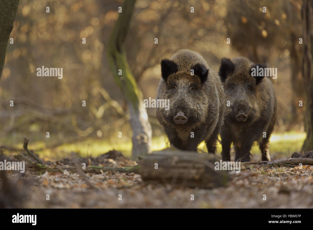 Pic of animals hi-res stock photography and images - Alamy