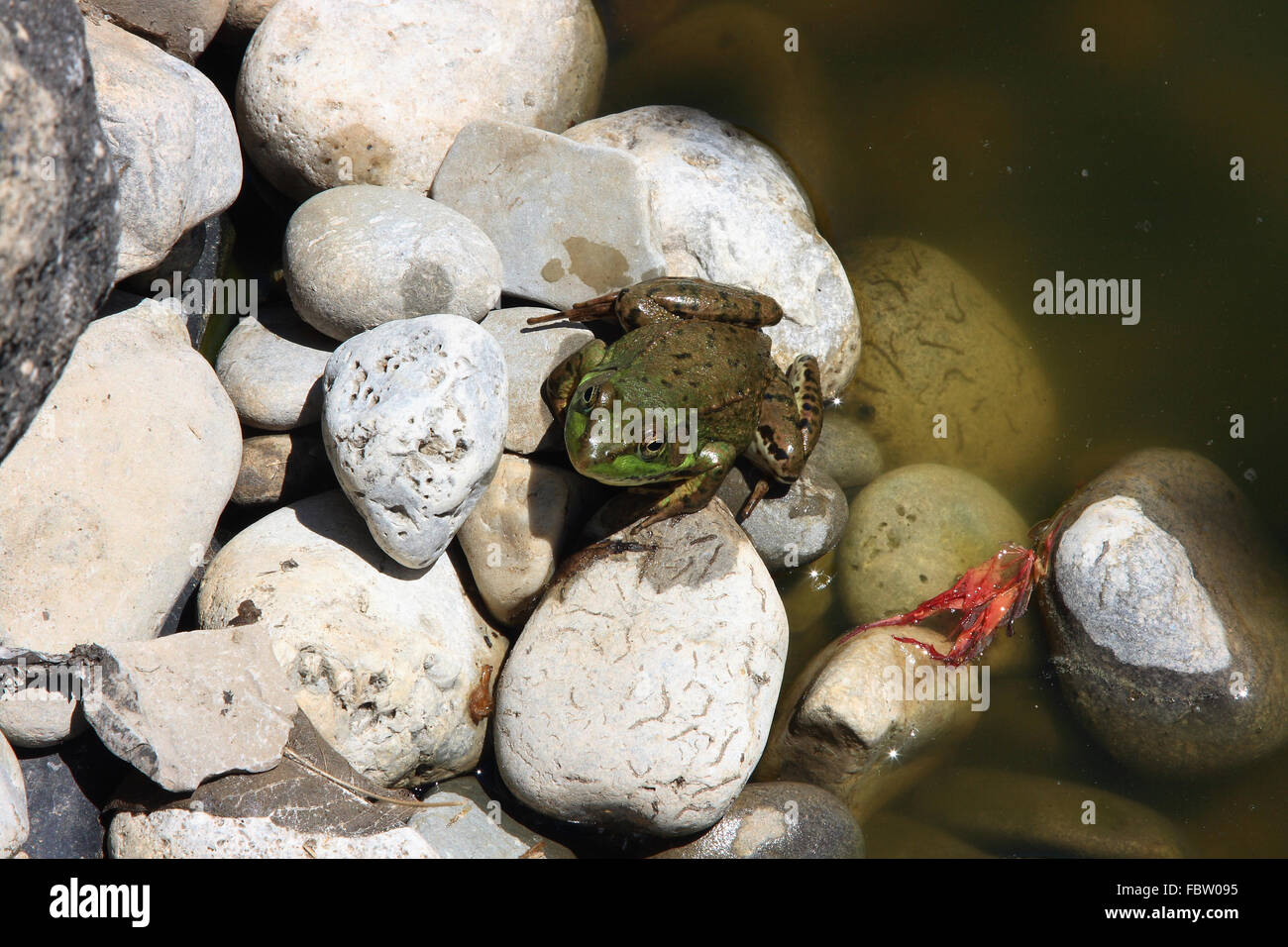 Small Frog just jumped on the rocks Stock Photo - Alamy