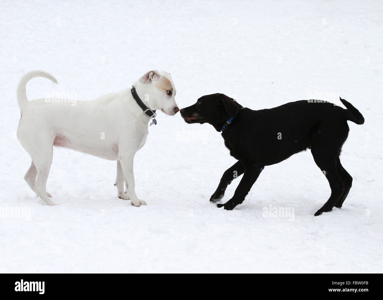 Two dogs meeting hi-res stock photography and images - Alamy