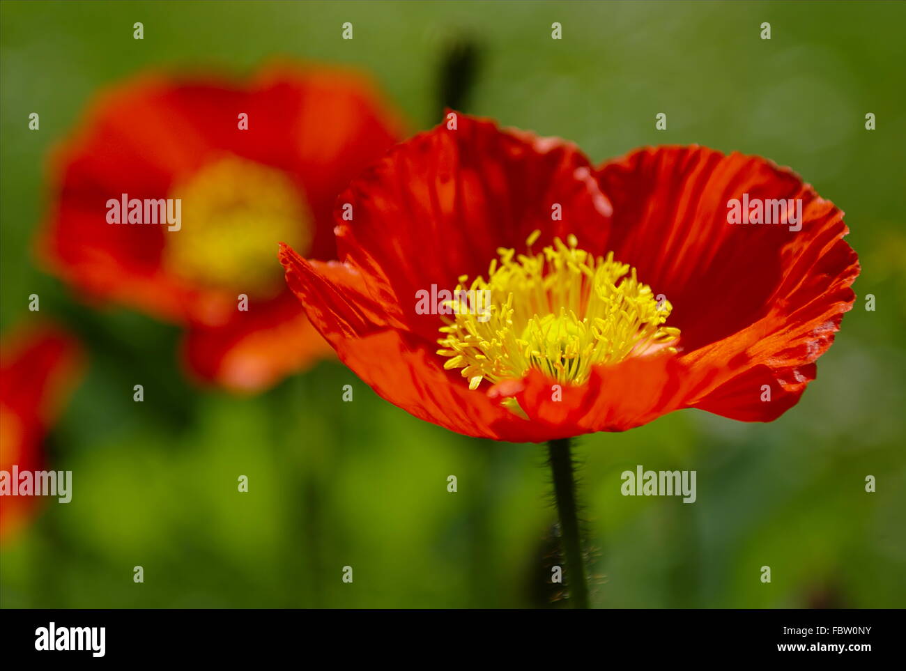 Turks poppy hi-res stock photography and images - Alamy
