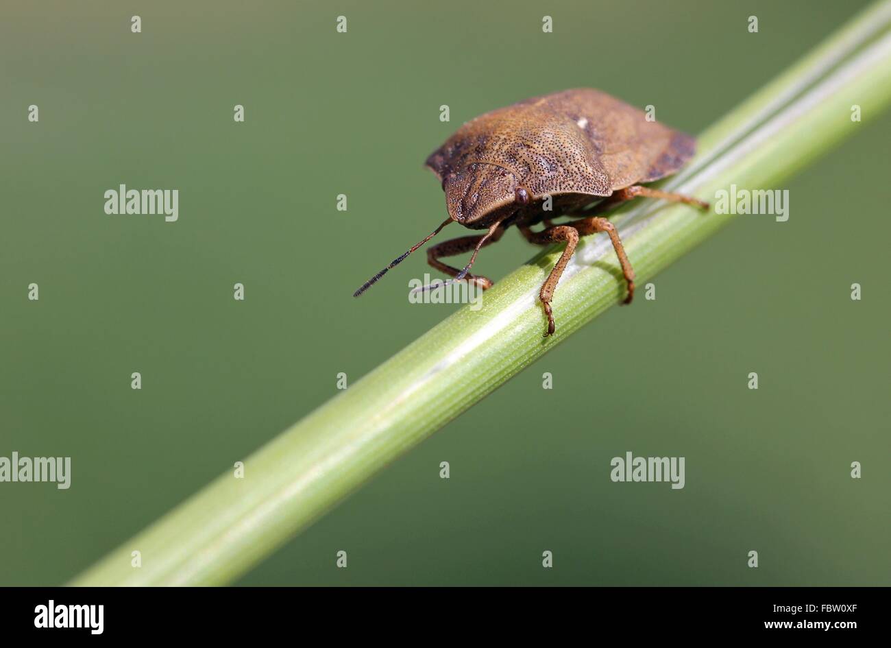 Rhaphigaster Nebulosa Stock Photos & Rhaphigaster Nebulosa Stock Images ...
