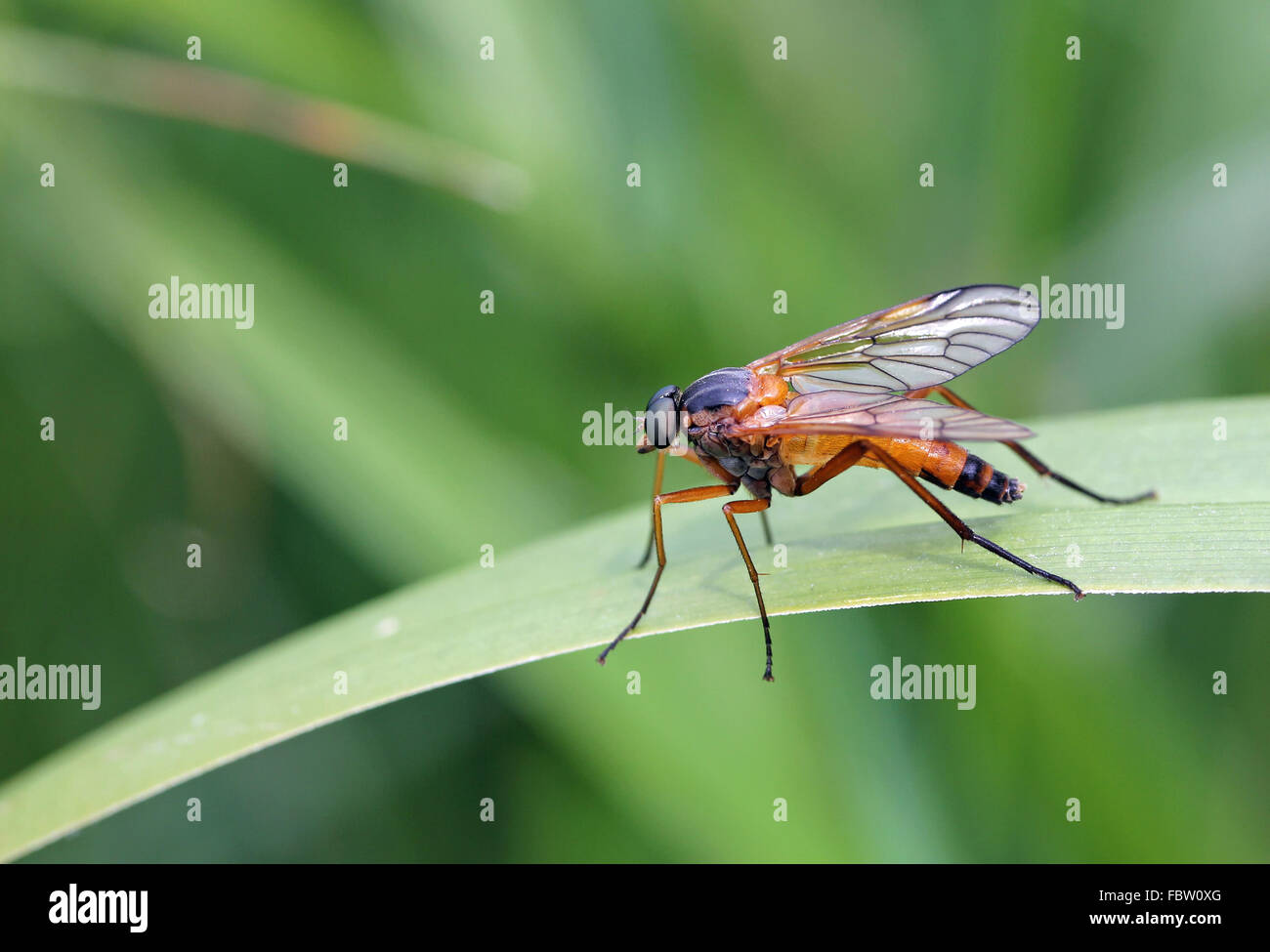 Rhagionidae High Resolution Stock Photography and Images - Alamy