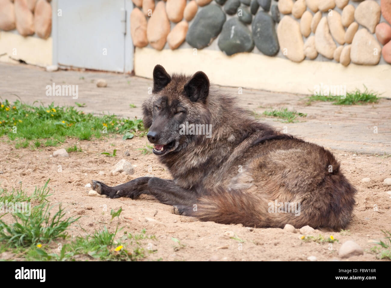 Alaskan wolf Stock Photo - Alamy