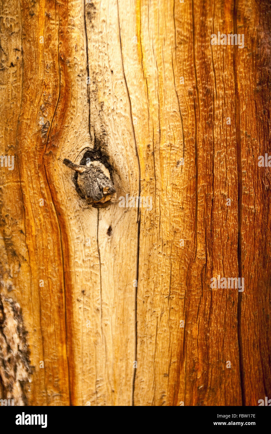 Knotty pine tree hi-res stock photography and images - Alamy