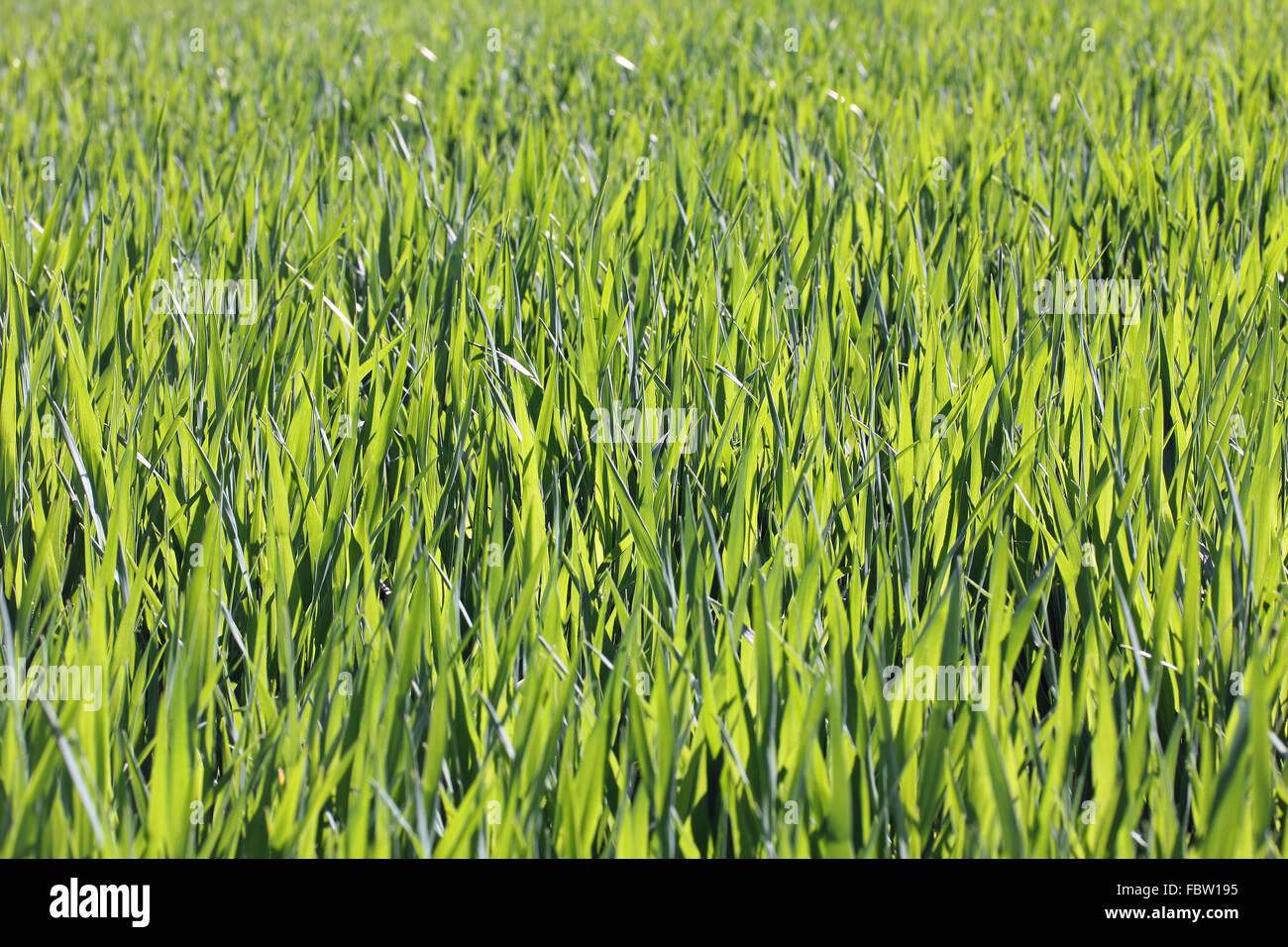 Early brew hi-res stock photography and images - Alamy