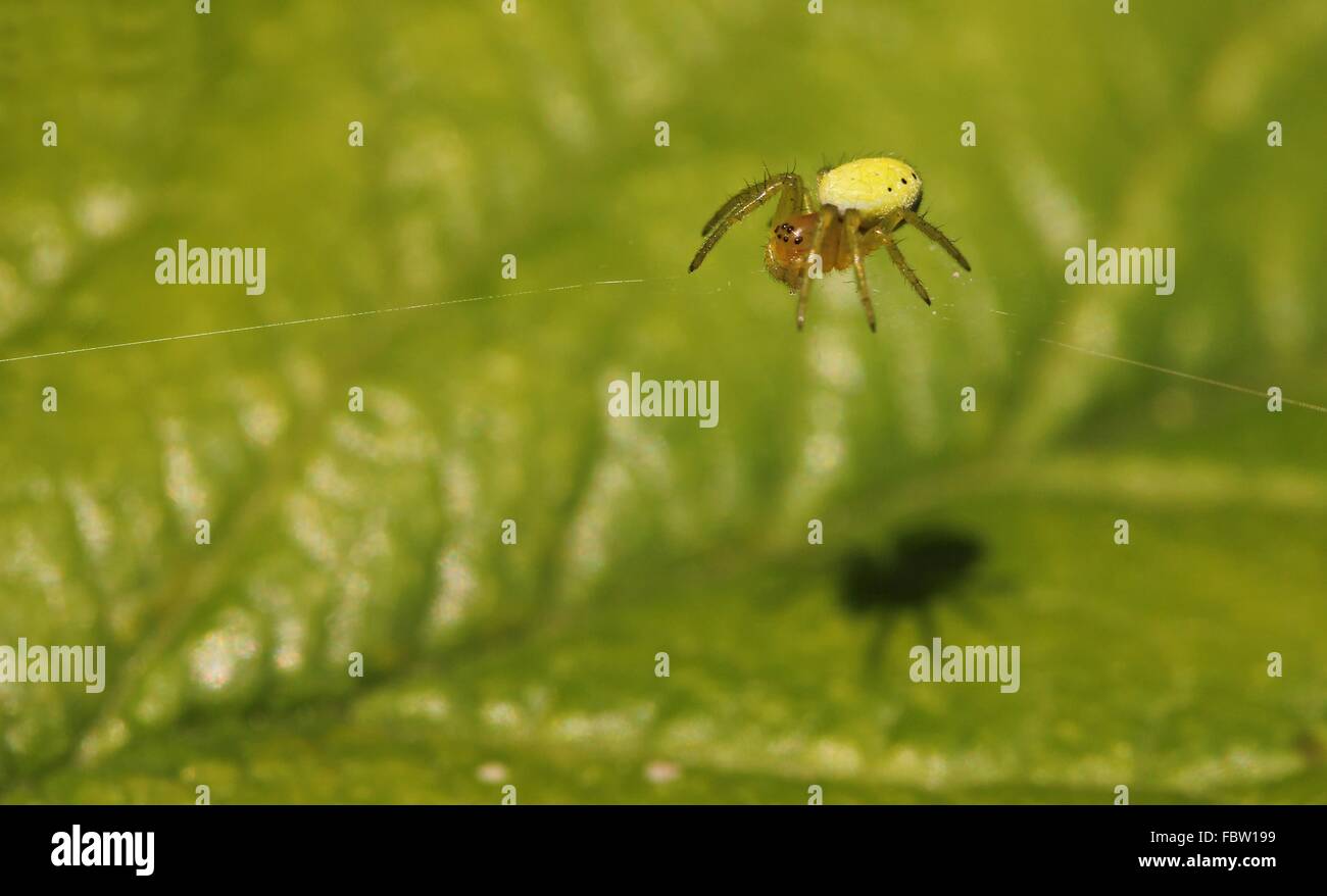 Money spider hi-res stock photography and images - Alamy