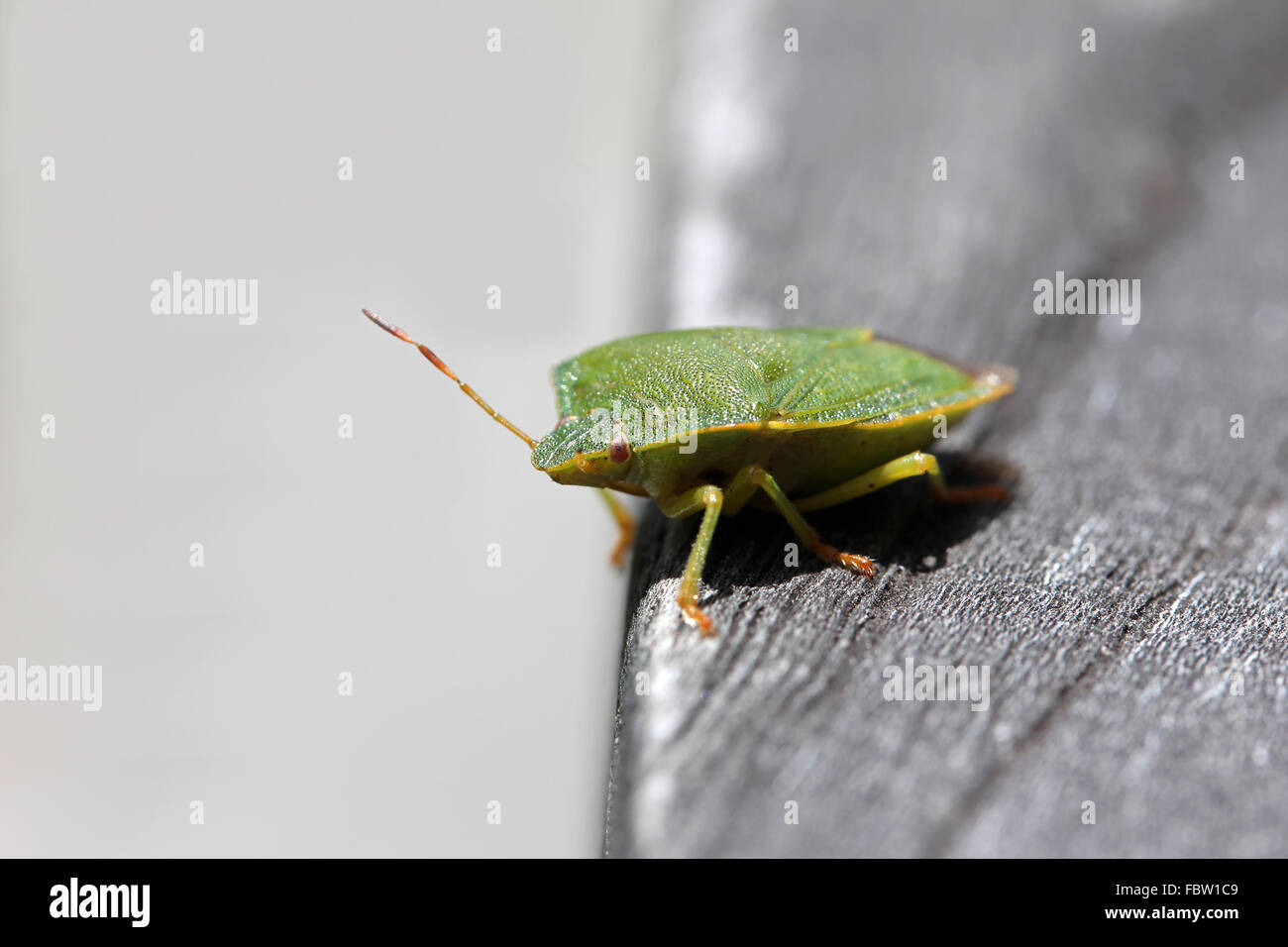Green shield bug Stock Photo - Alamy