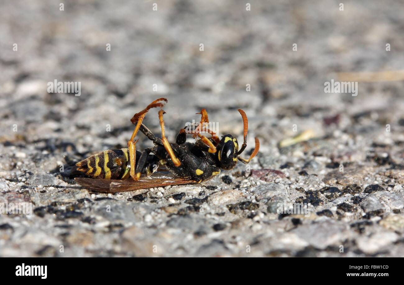 Dead insect gift hi-res stock photography and images - Alamy