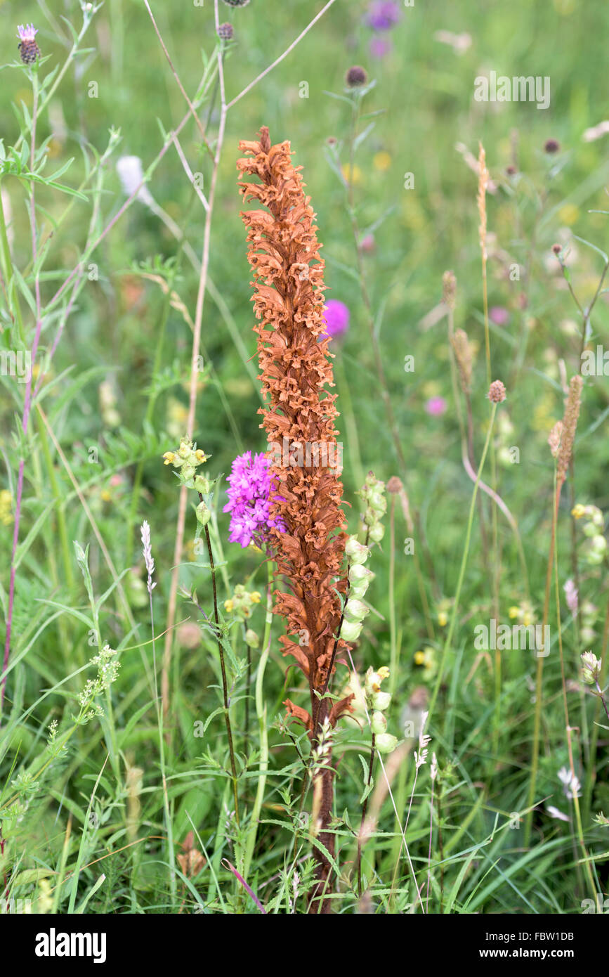 Orobanche elatior Knapweed or Tall Broomrape Stock Photo - Alamy