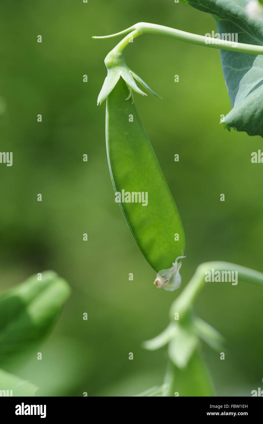 Common Bean High Resolution Stock Photography and Images - Alamy