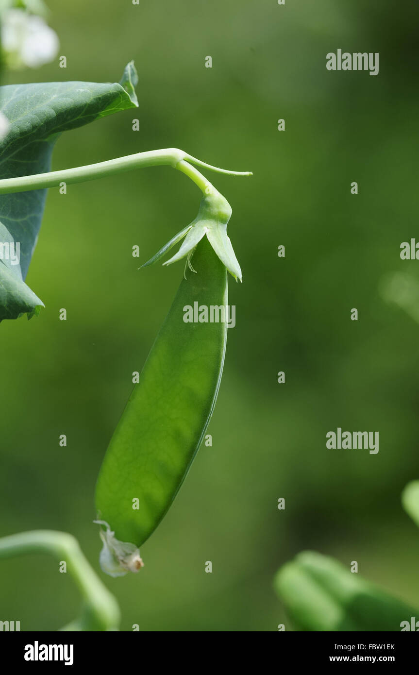 Common bean hi-res stock photography and images - Alamy