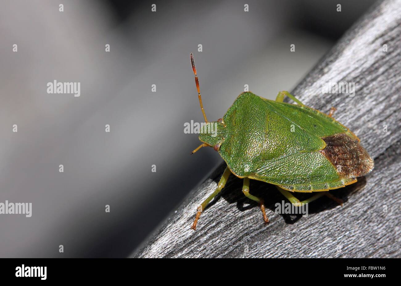 Green shield bug Stock Photo - Alamy