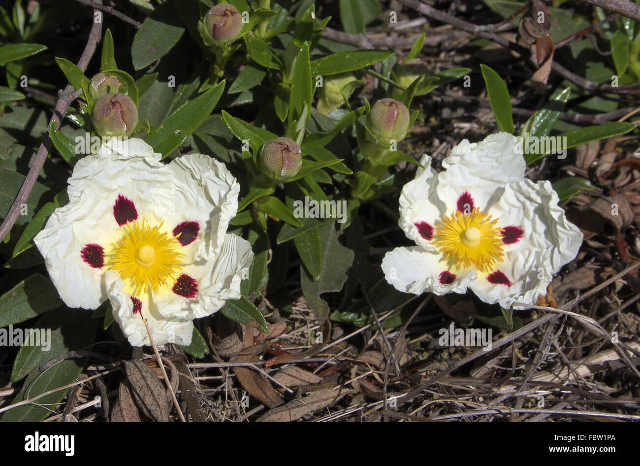Labdanum High Resolution Stock Photography and Images - Alamy