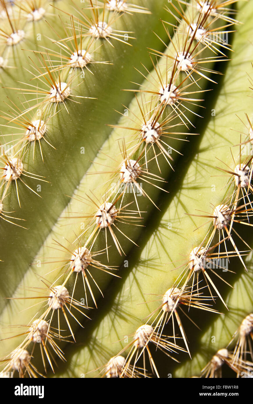 Cactus Close Up Stock Photo - Alamy
