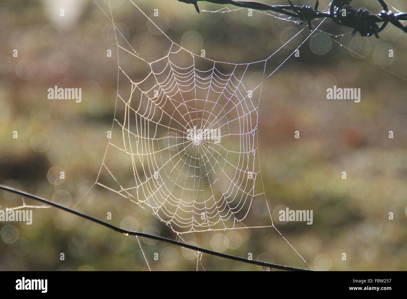 Spider's web in break of dawn Stock Photo - Alamy