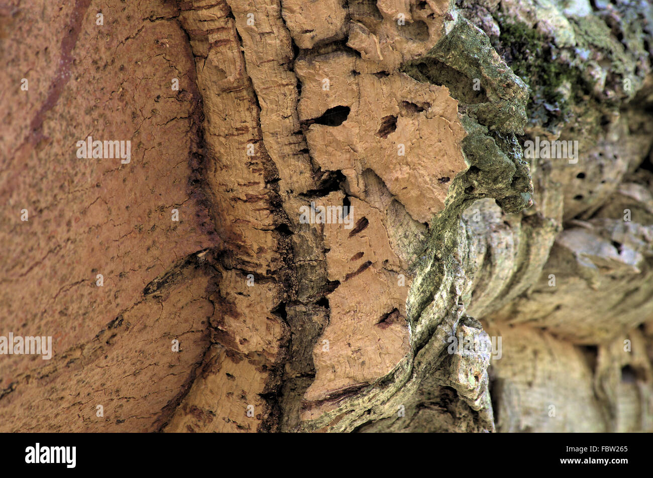 Cork tree cross section hi-res stock photography and images - Alamy