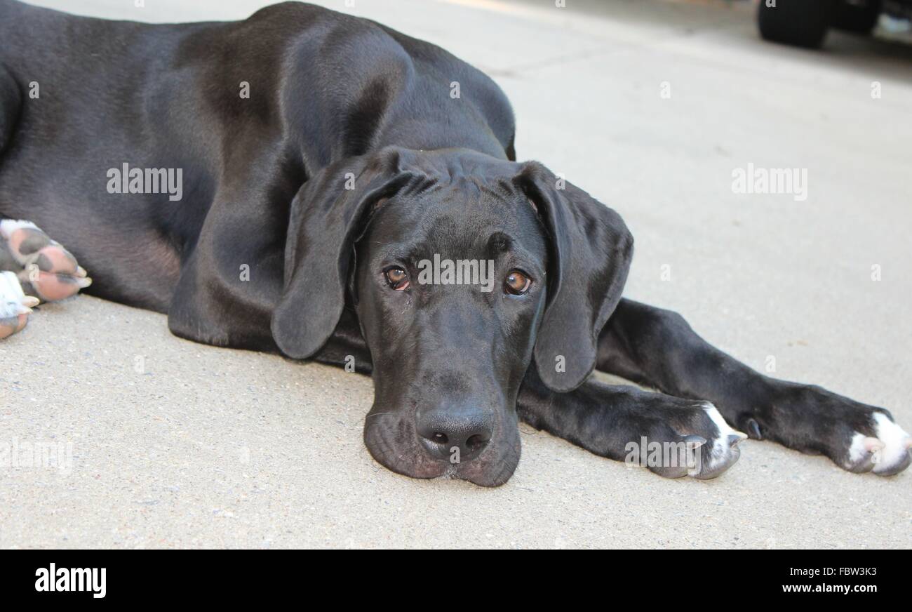 Dog laying down Stock Photo - Alamy