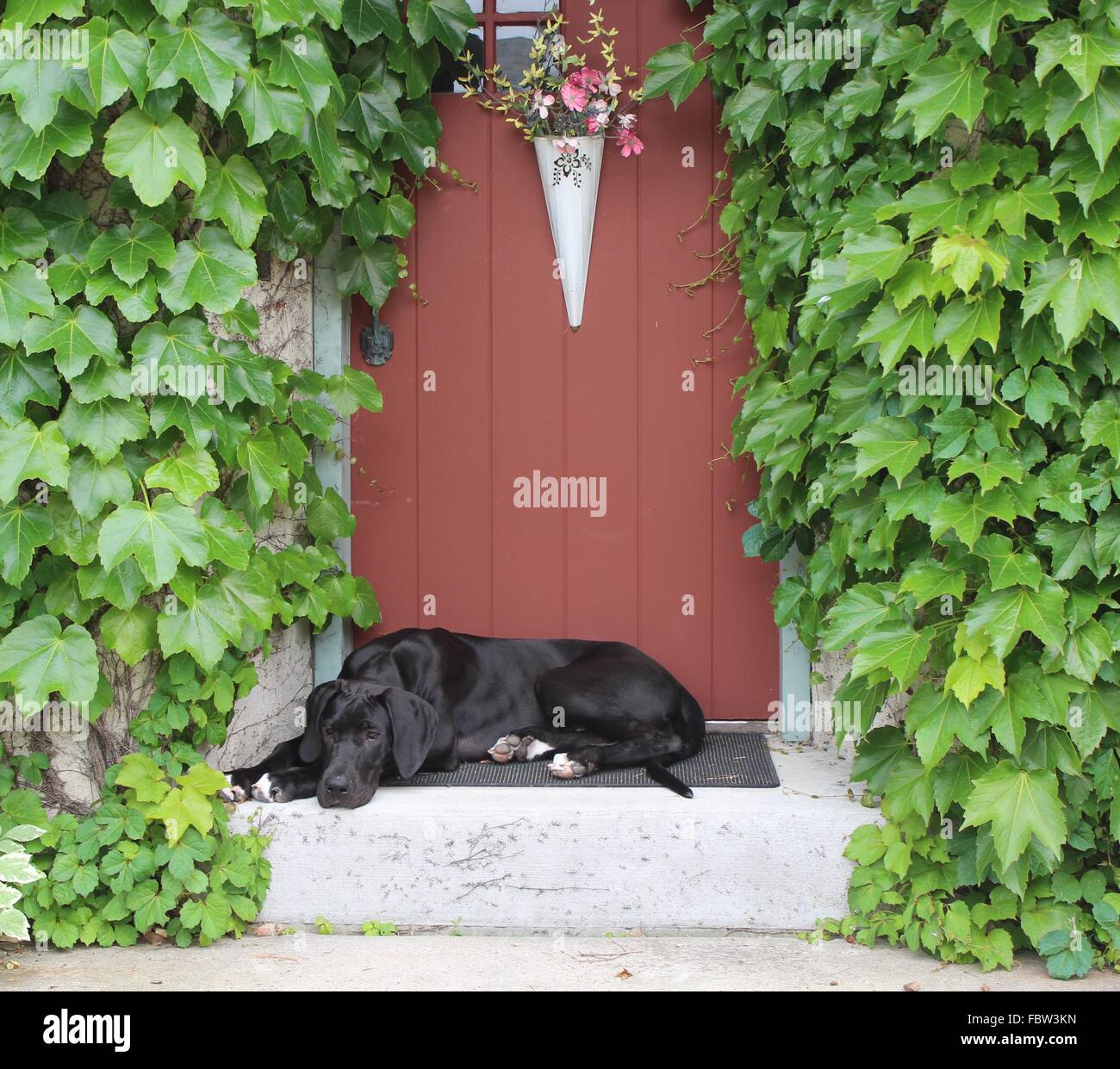 Dog on front step Stock Photo - Alamy