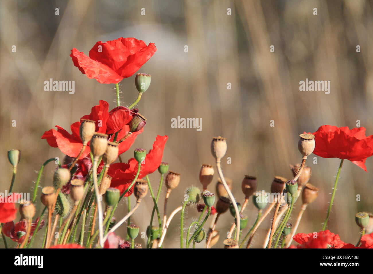 Withered poppy hi-res stock photography and images - Alamy