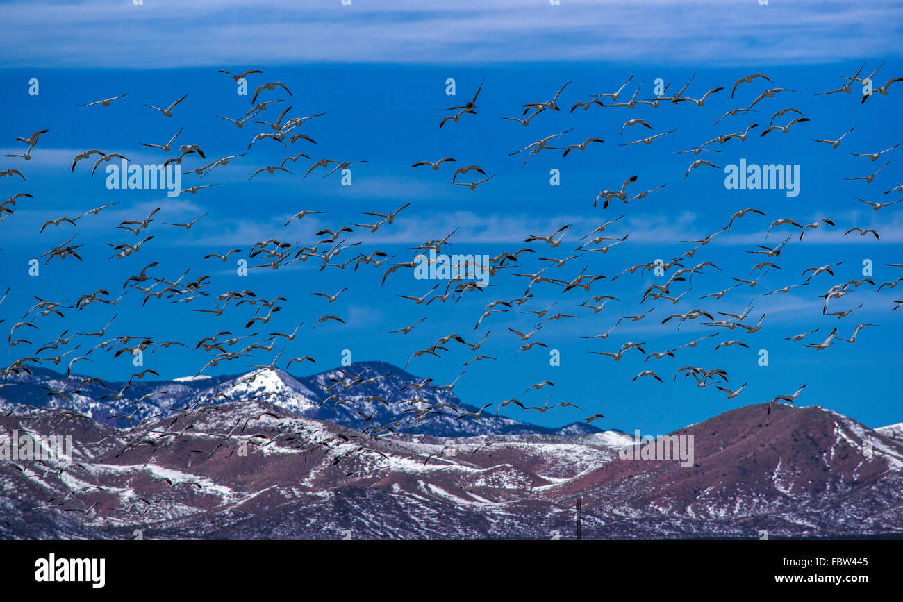 A flock of birds in migration Stock Photo - Alamy