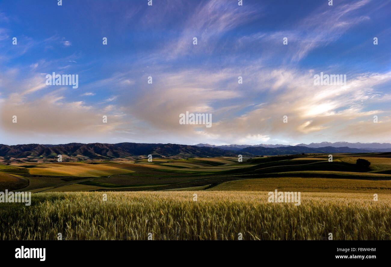 Xinjiang Shihezi wheat field Stock Photo - Alamy