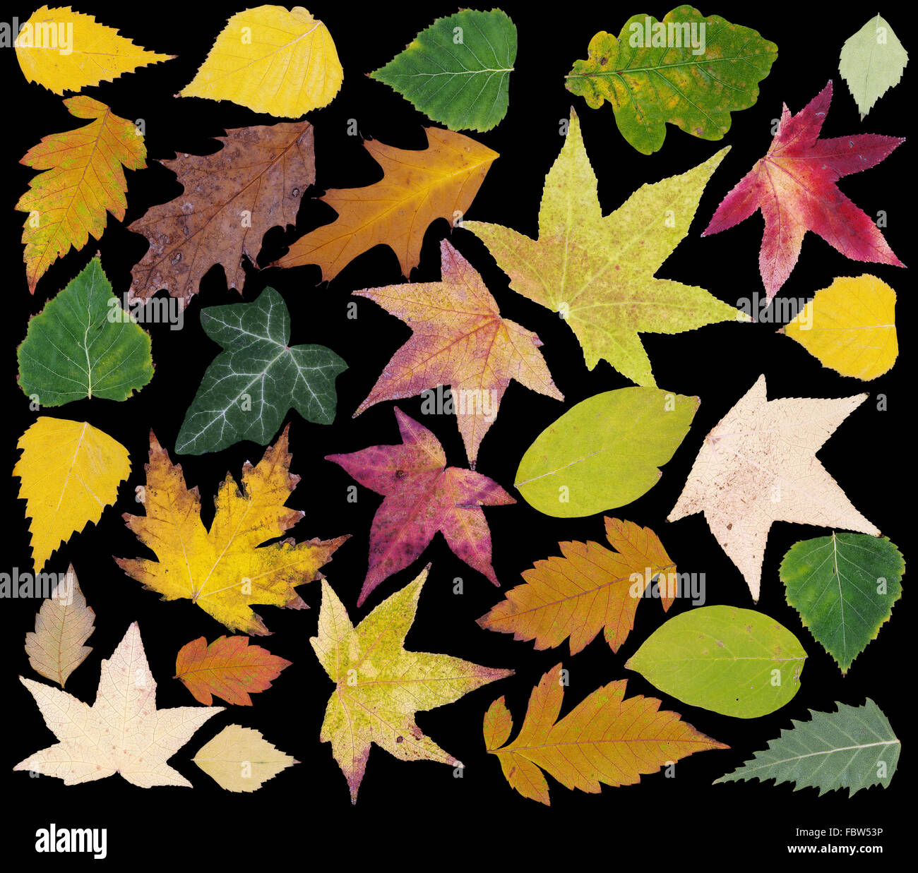 Fall Leaf Cut Out High Resolution Stock Photography and Images - Alamy