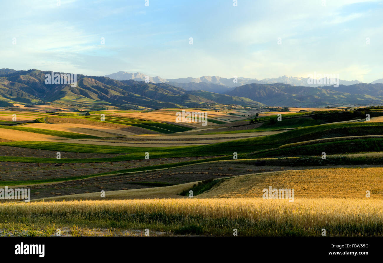 Xinjiang Shihezi wheat field Stock Photo - Alamy