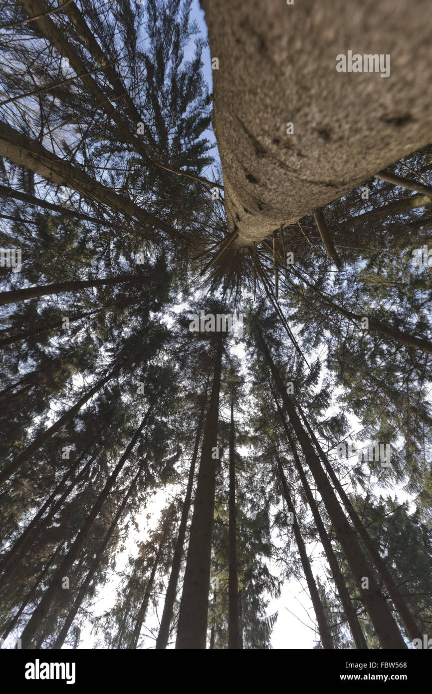 Coniferous forrest hi-res stock photography and images - Alamy