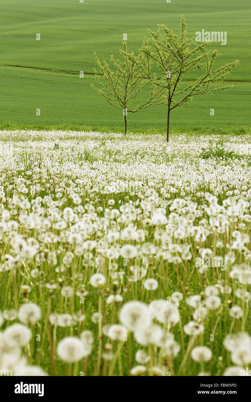 Two apple trees Stock Photo - Alamy