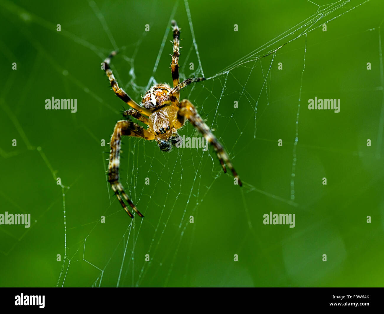 Fauna hintergrund hi-res stock photography and images - Alamy