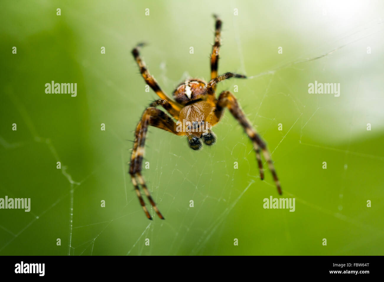 Spider instinct hi-res stock photography and images - Alamy