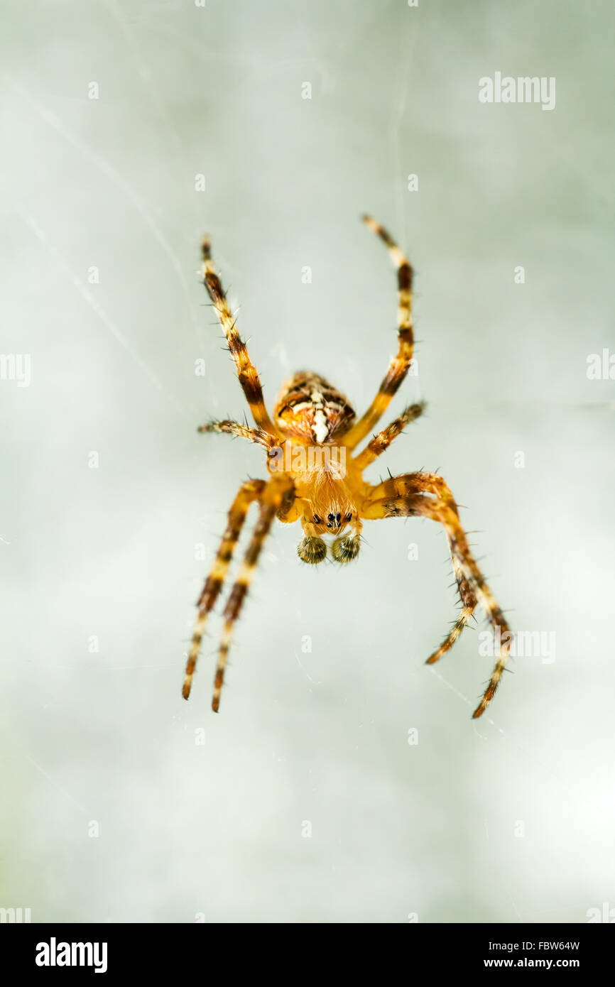 Spider instinct hi-res stock photography and images - Alamy