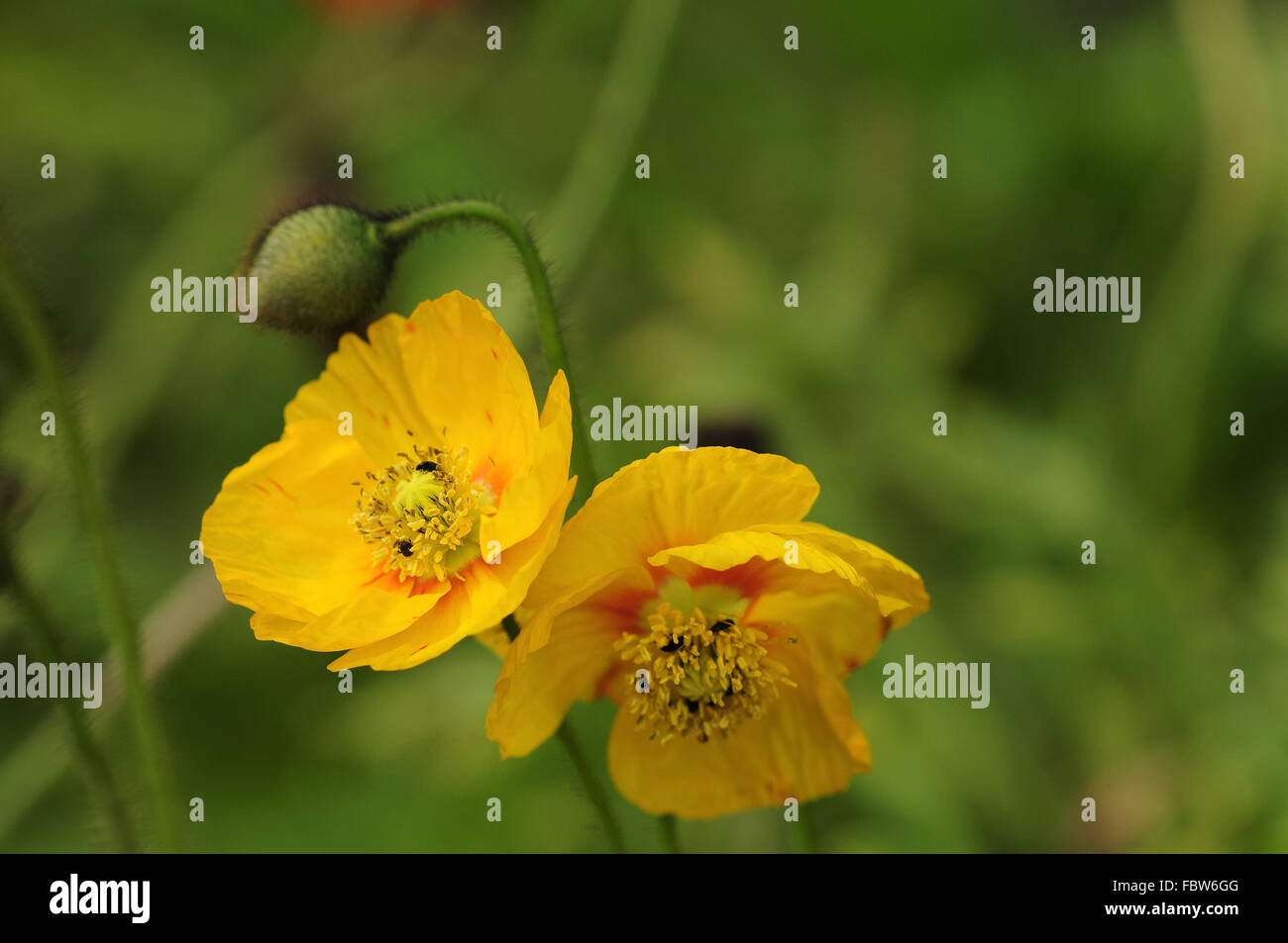 Poppys poppys hi-res stock photography and images - Alamy