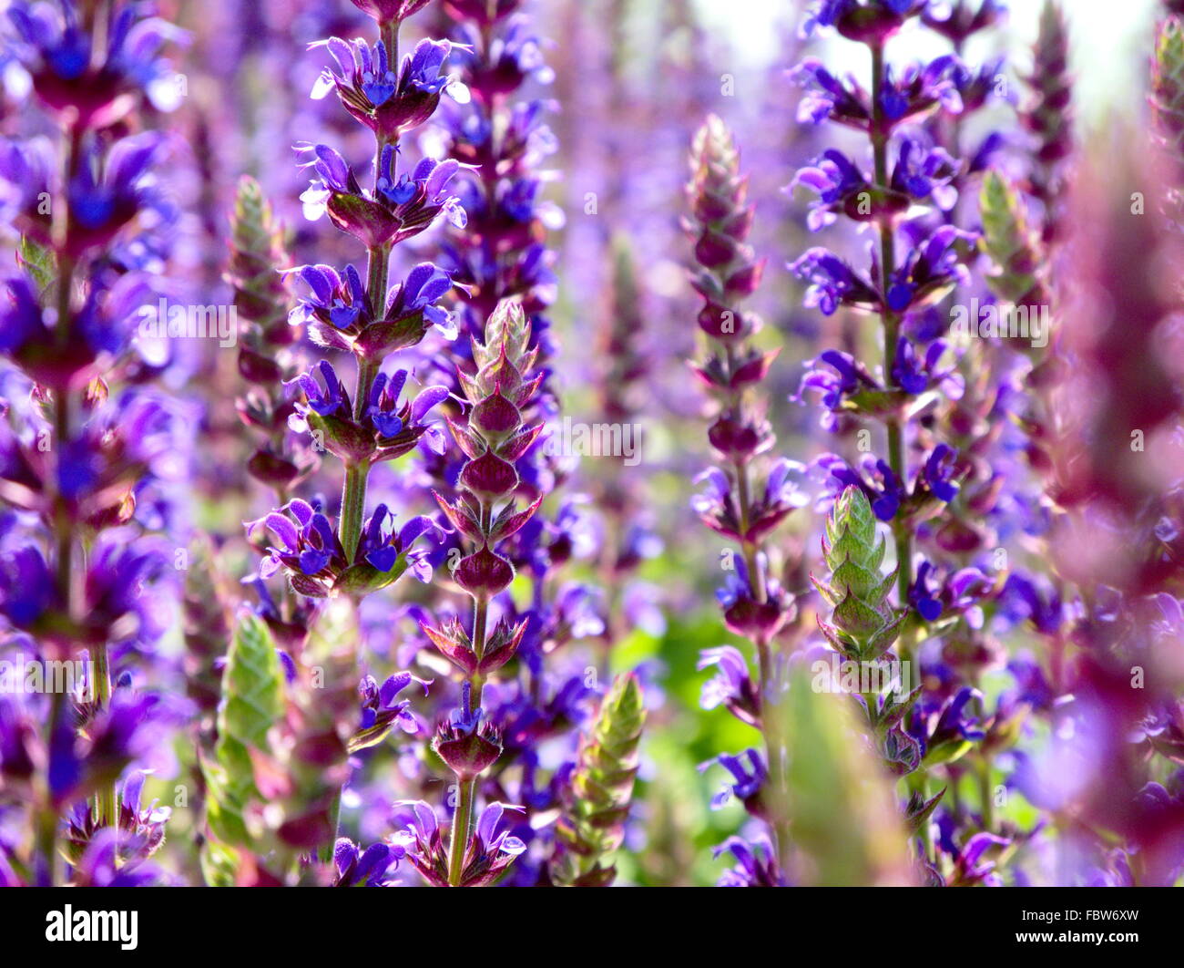 Real Lavender High Resolution Stock Photography and Images - Alamy