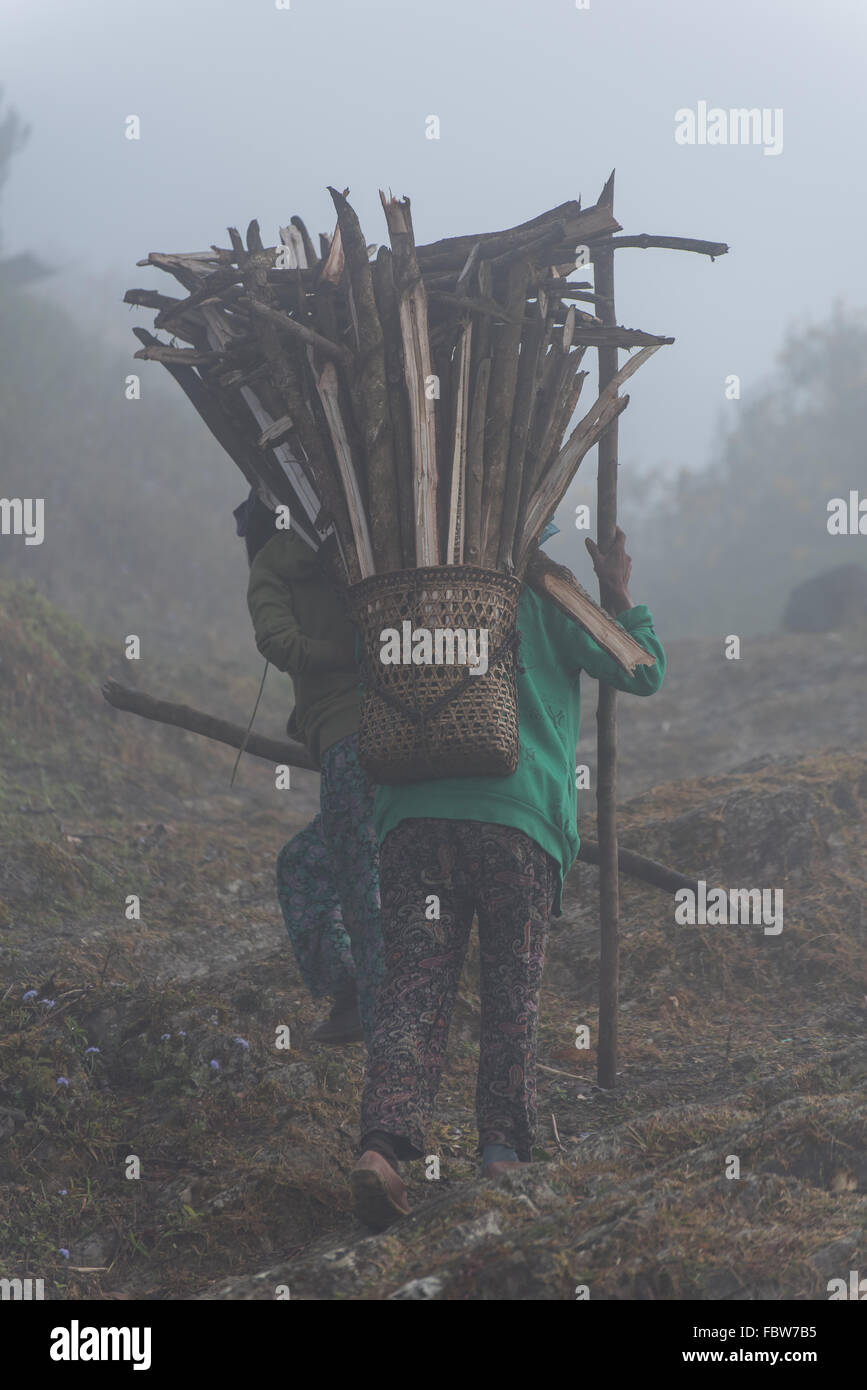 Women collecting firewood in early hi-res stock photography and images ...
