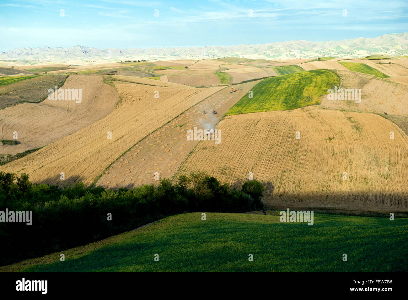 Xinjiang Shihezi wheat field Stock Photo - Alamy