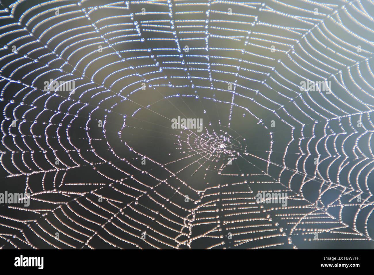 Spiderweb with dew Stock Photo - Alamy