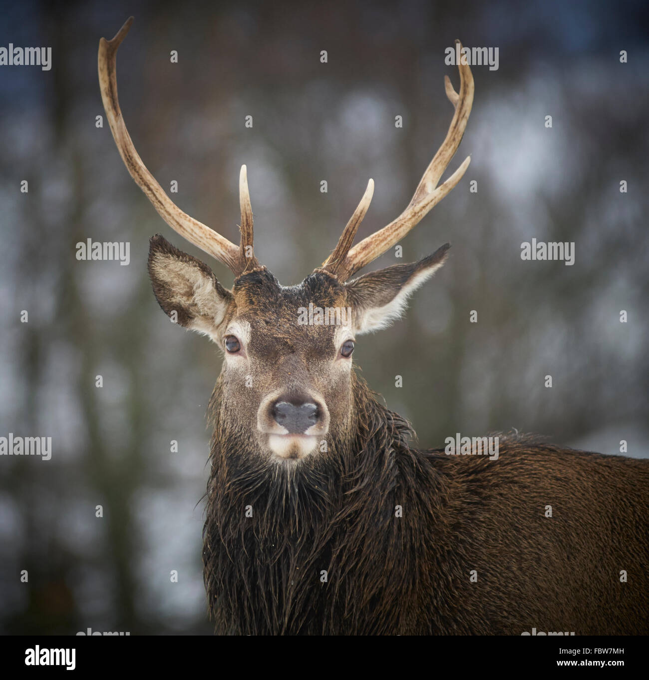 Red deer stag winter coat hi-res stock photography and images - Alamy