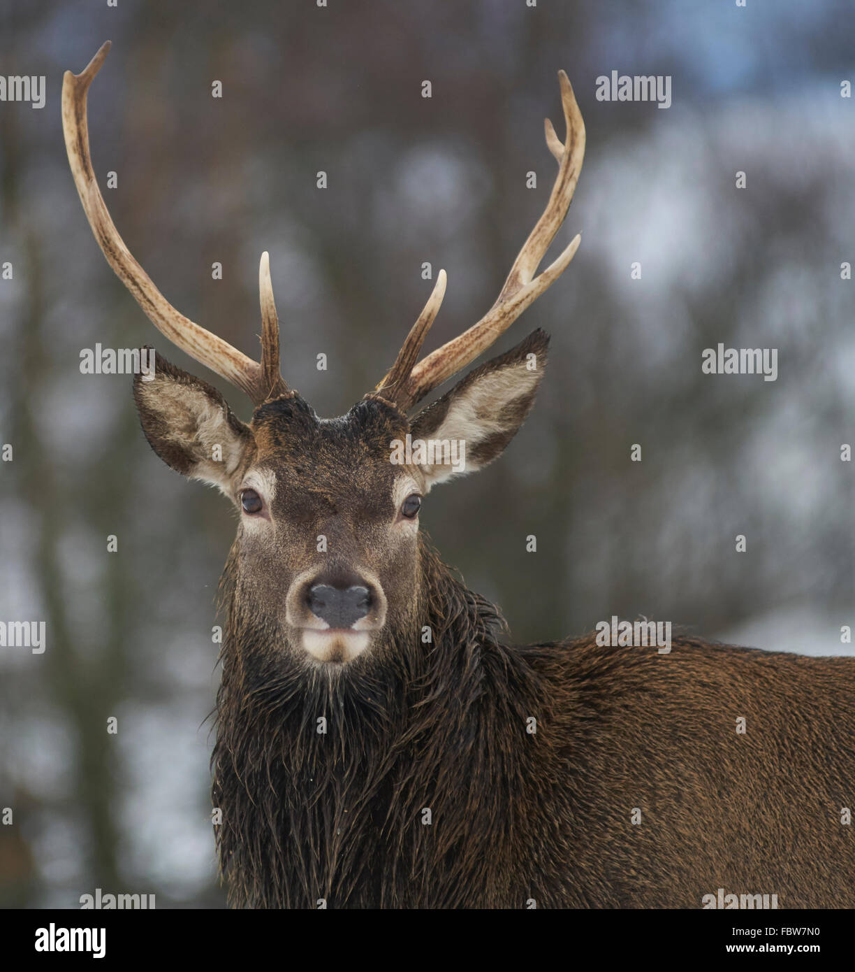 Handsome deer hi-res stock photography and images - Alamy