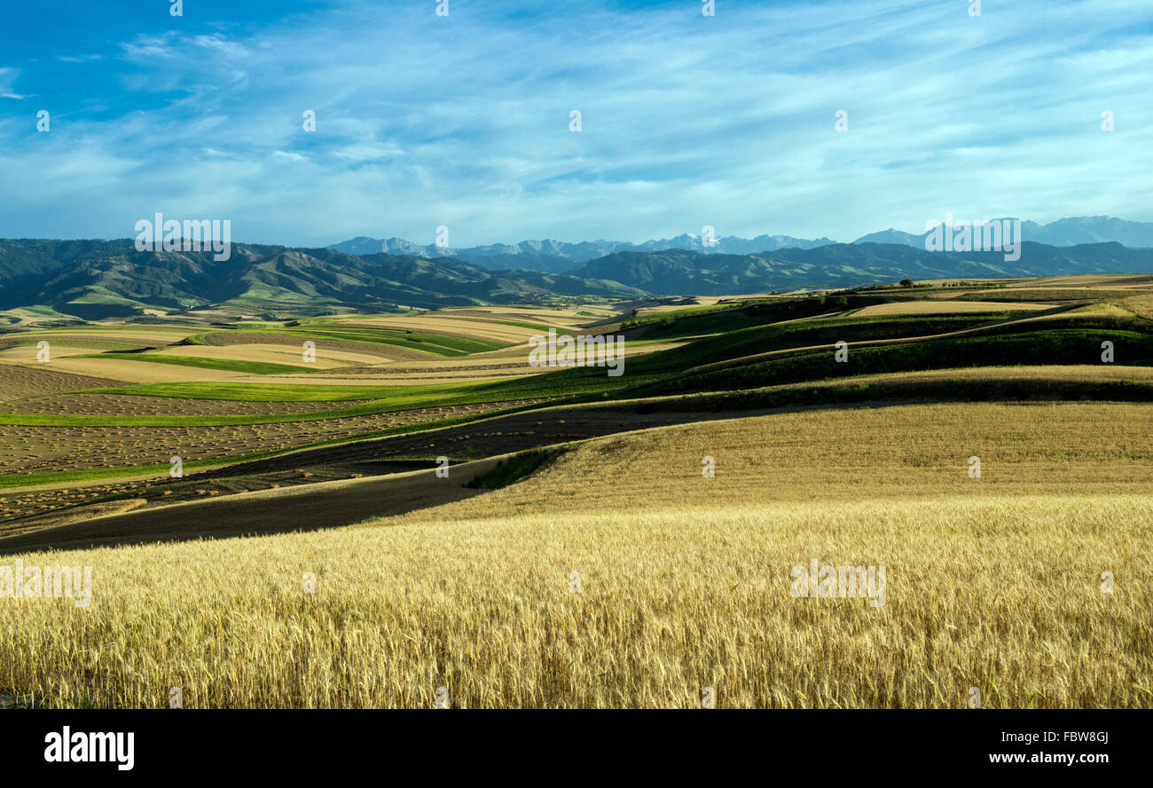 Xinjiang Shihezi wheat field Stock Photo - Alamy