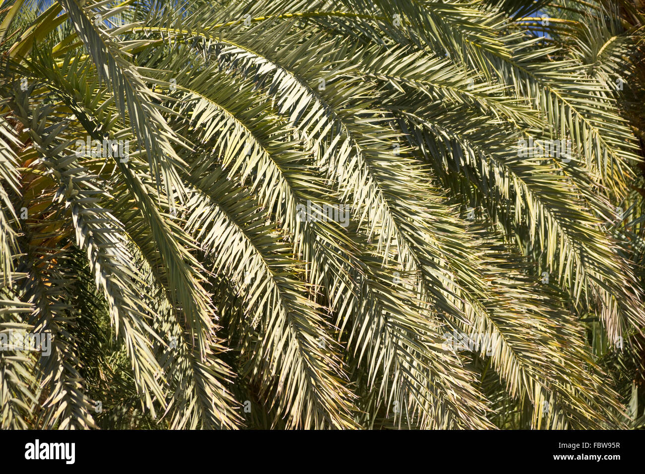Medjool date palms hi-res stock photography and images - Alamy