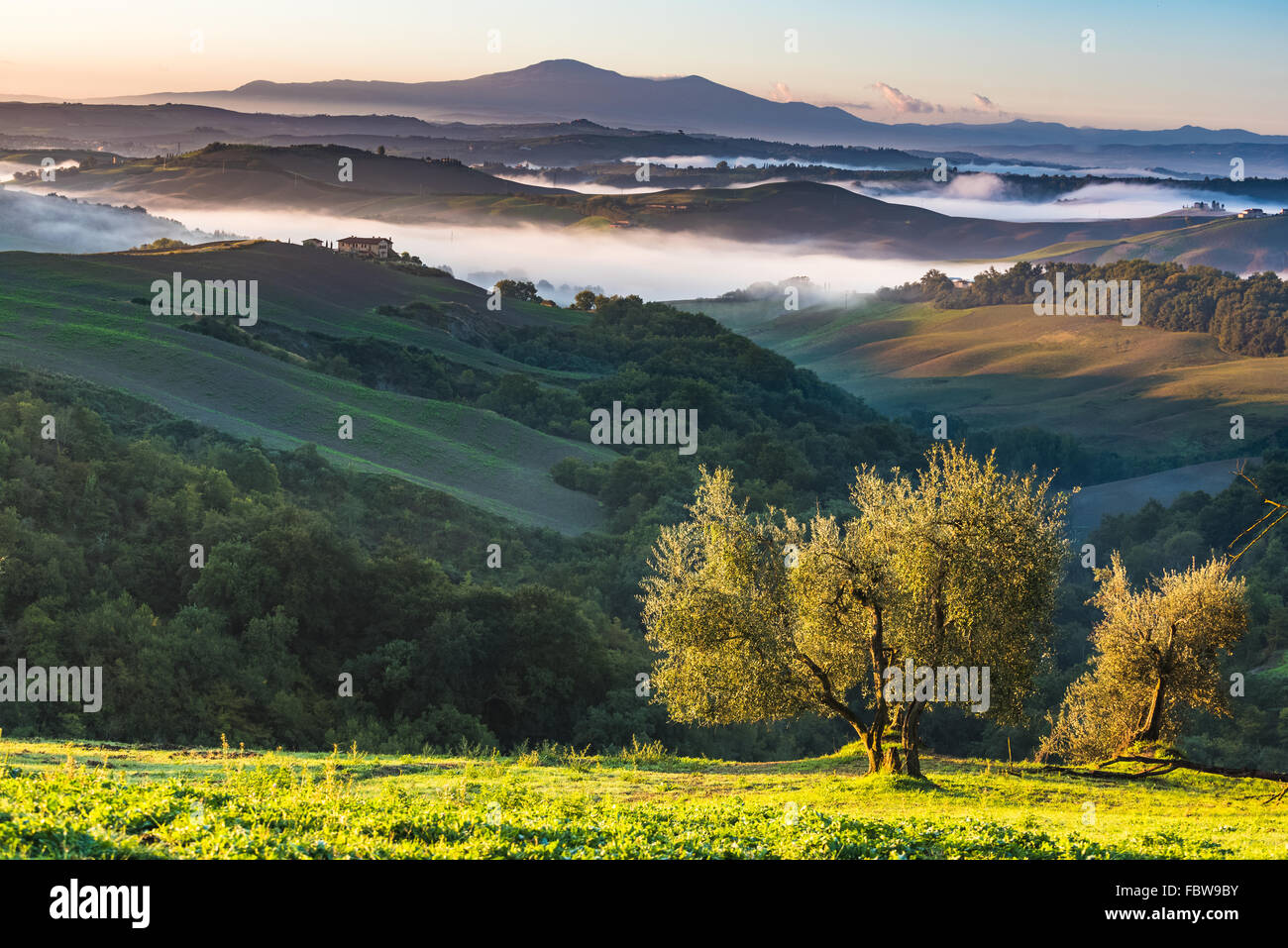 Trees and orchards on the Italian fields. Tuscany autumn day Stock ...