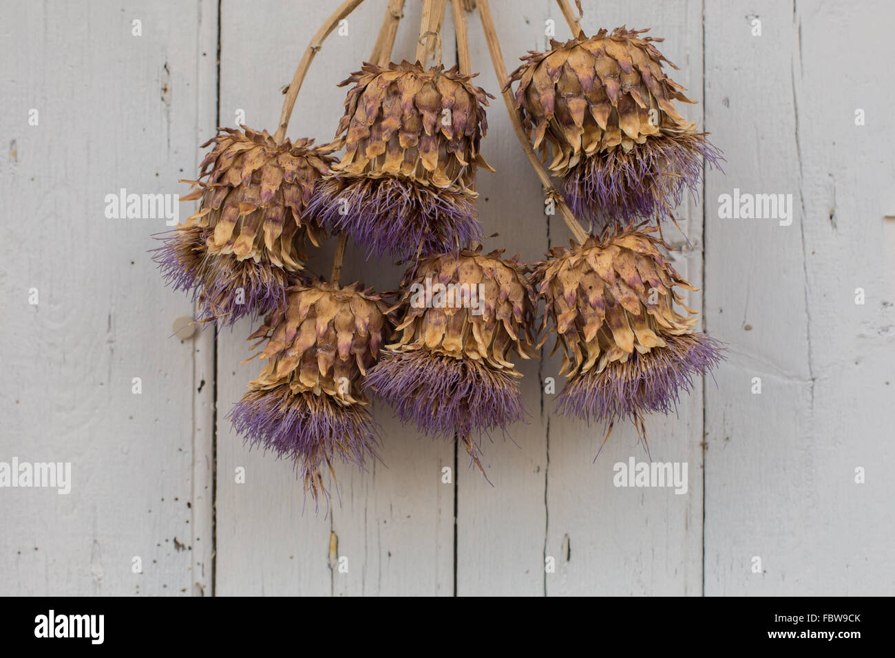Dried thistles hi-res stock photography and images - Alamy