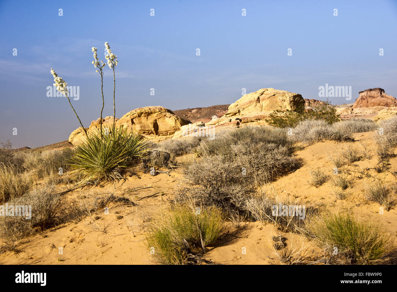 Yucca in the Desert Stock Photo - Alamy