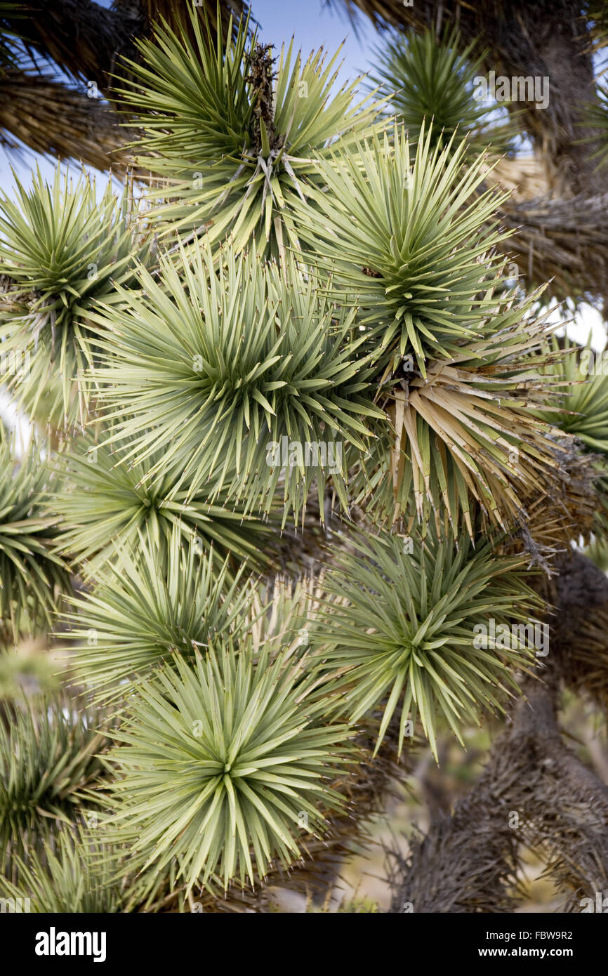 Desert Joshua Tree Stock Photo - Alamy