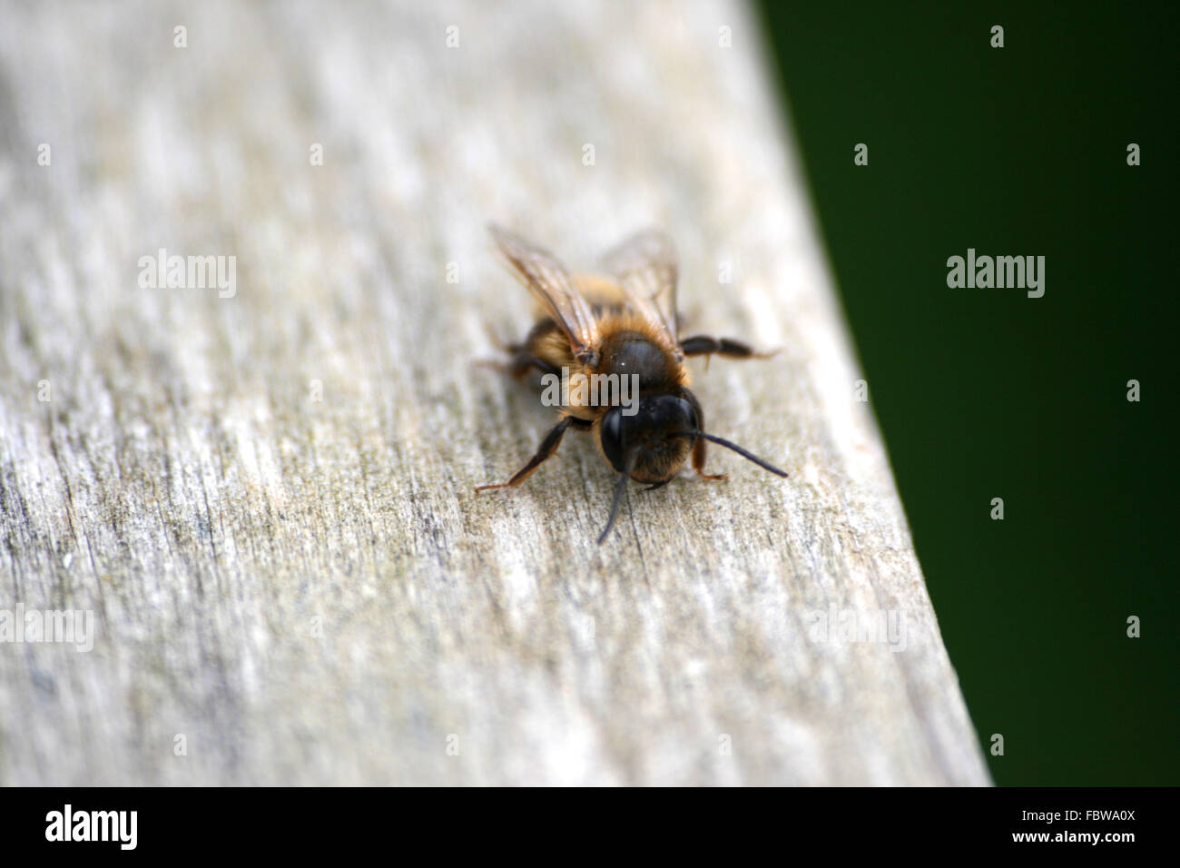Close Up Of A Tired Bee, Cornwall, England Stock Photo - Alamy